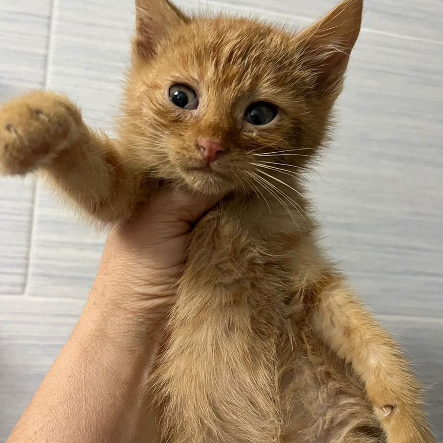 Котенок классный рыжий малыш
