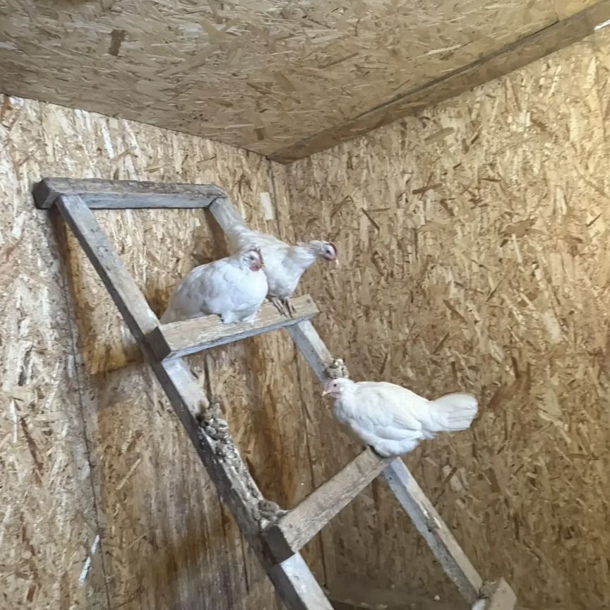 Куры несушки