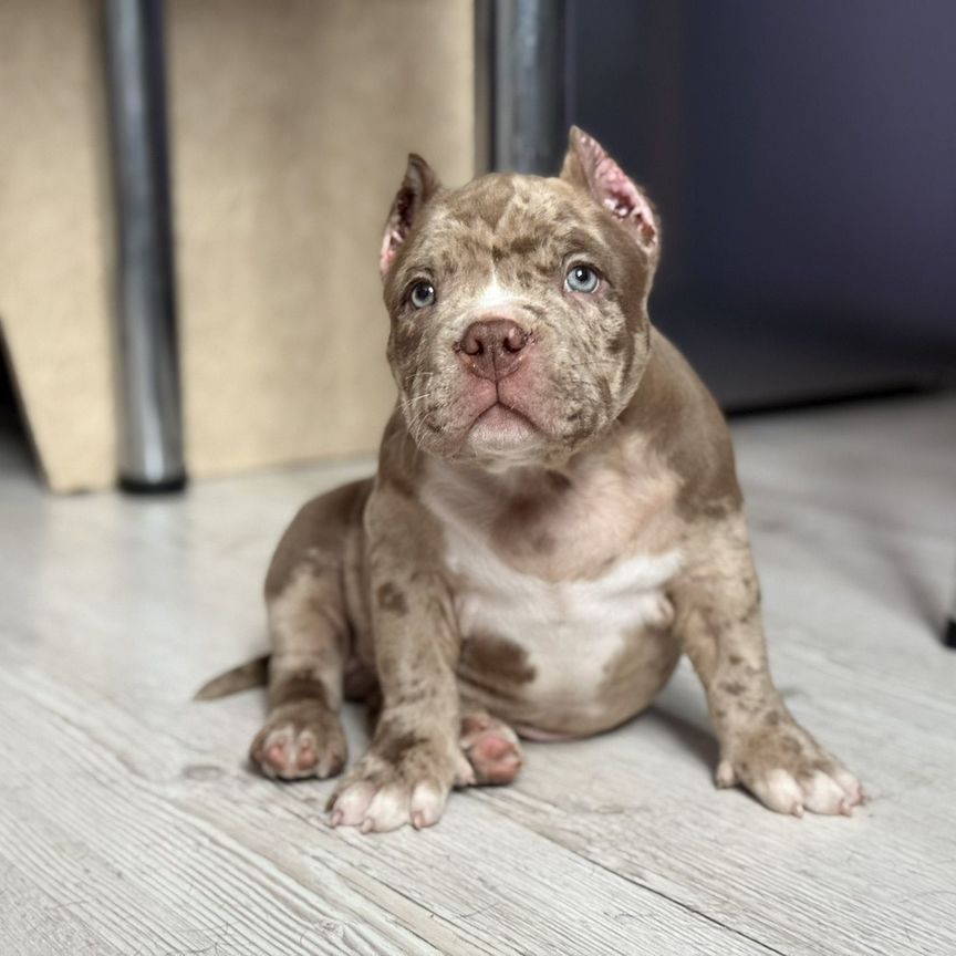 Шикарный мальчик американский булли