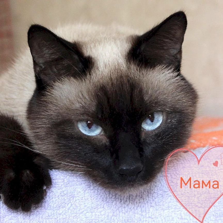 Сиамский котята