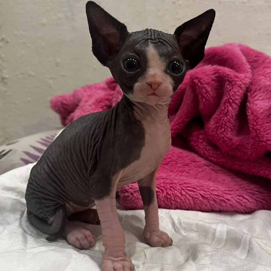 Канадский сфинкс