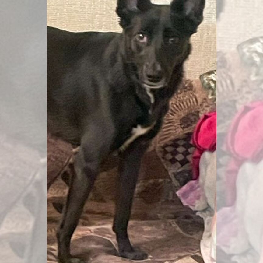 Взрослая собака в добрые руки