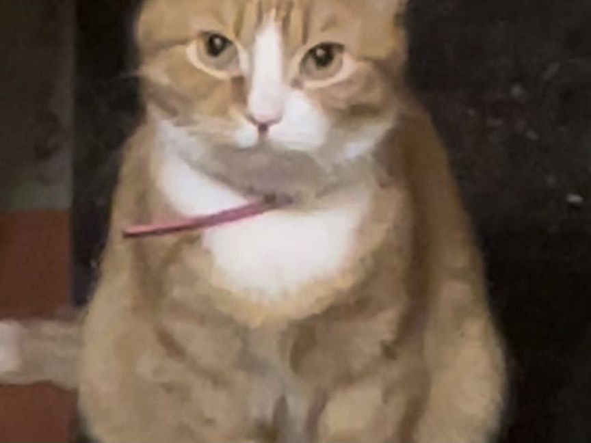 Кошка в дар