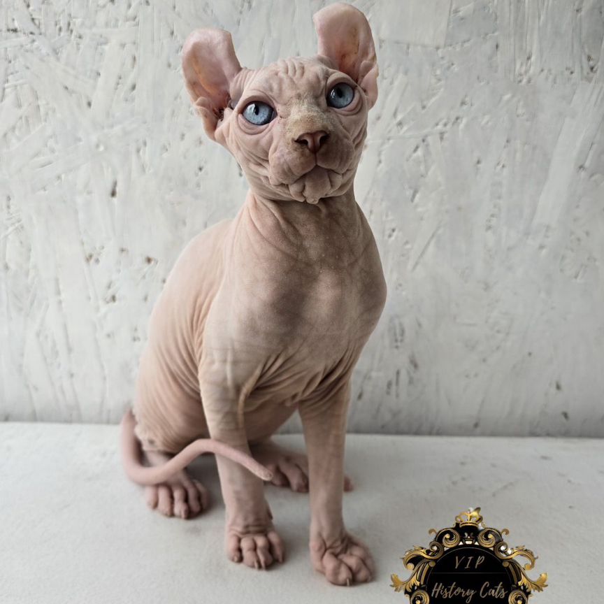 Канадский сфинкс котёнок