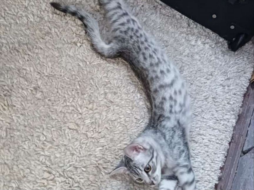 Бенгальская котенок девочка