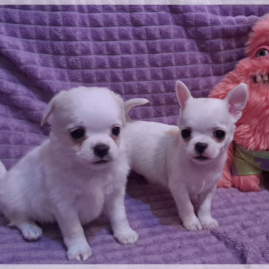 Чихуахуа, щенок