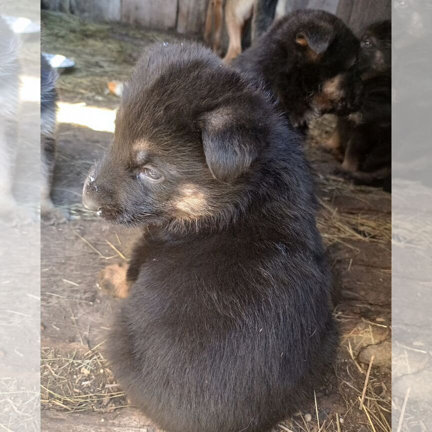 Немецкая овчарка, щенок