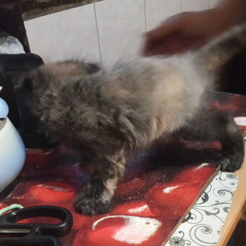 Европейский короткошёрстный котёнок