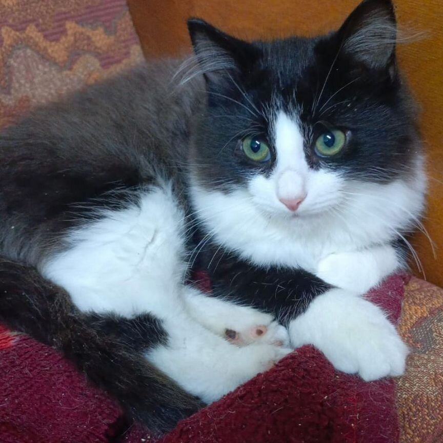 Котик мальчик 7-8 мес
