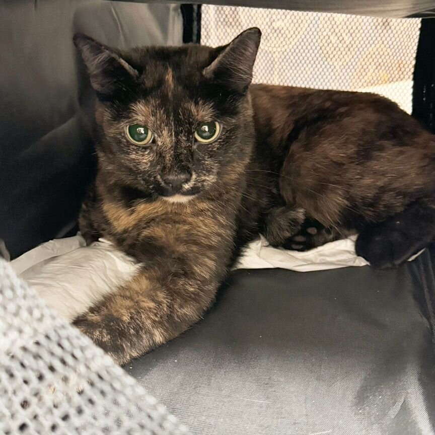 Отдам кошку в добрые руки