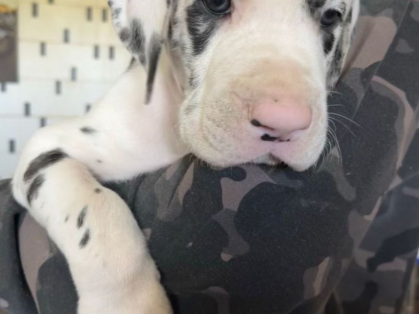 Щенки немецкого дога