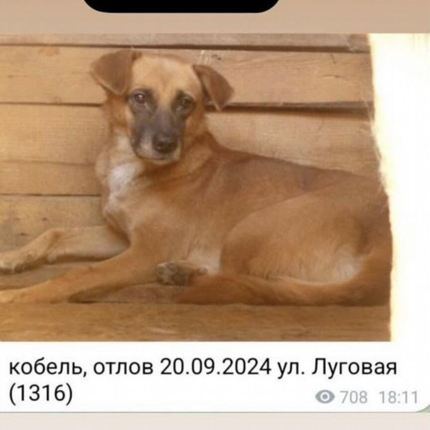 Спасите от смерти
