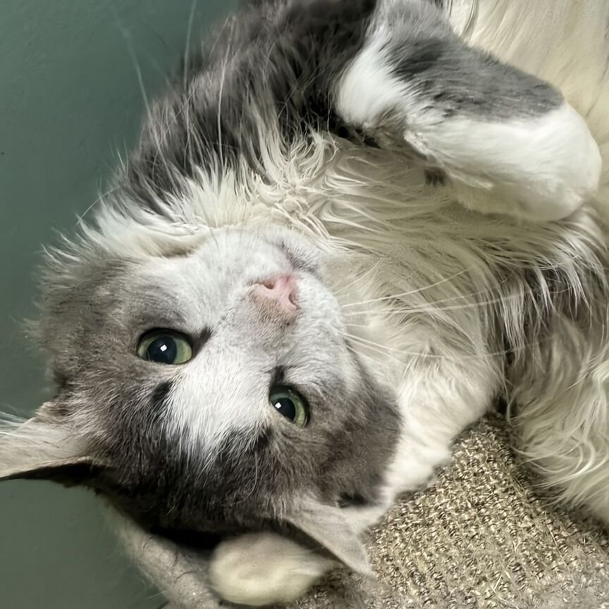 Взрослый кот в добрые руки