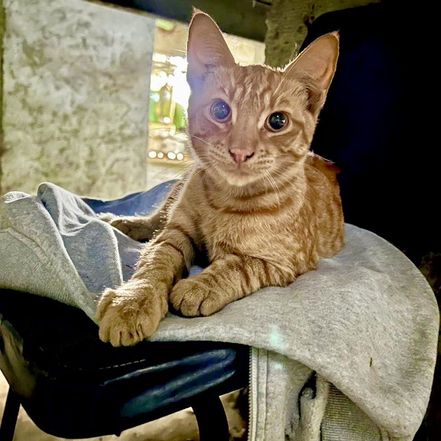 Кот с блестящими глазами