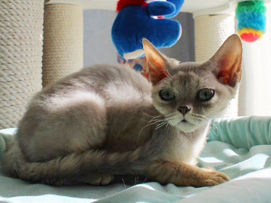 Кошечка Девон рекс