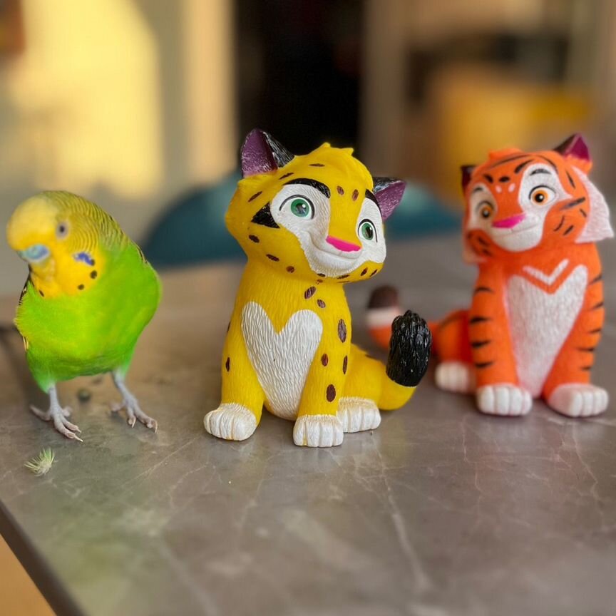 Волнистый попугай (Тоша)