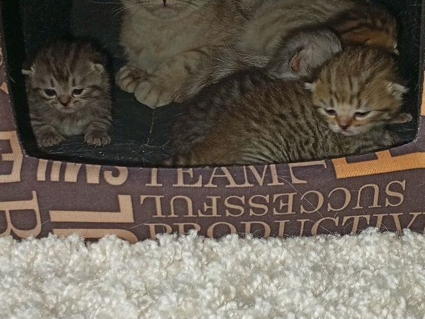 Шотландские котята