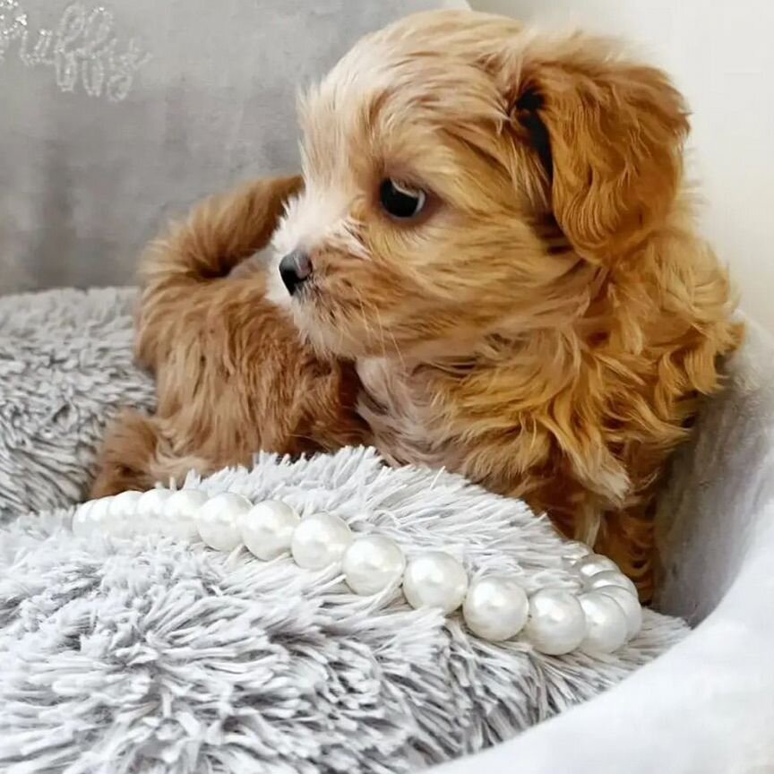 Мальтипу, щенок