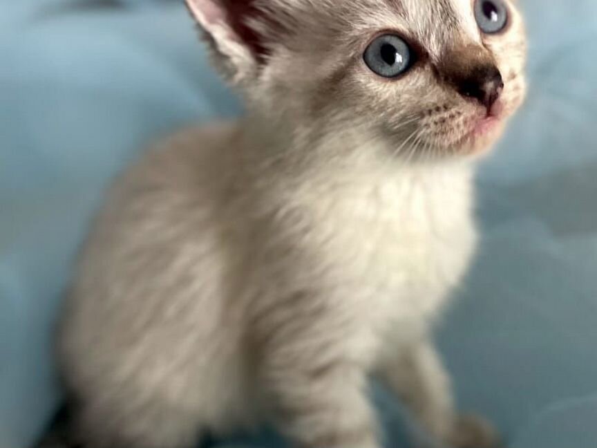 Котята сладкие малыши рыжие, черные