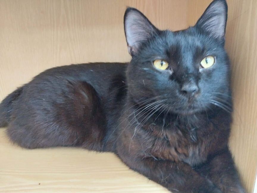 Черный котик нежный и ласковый