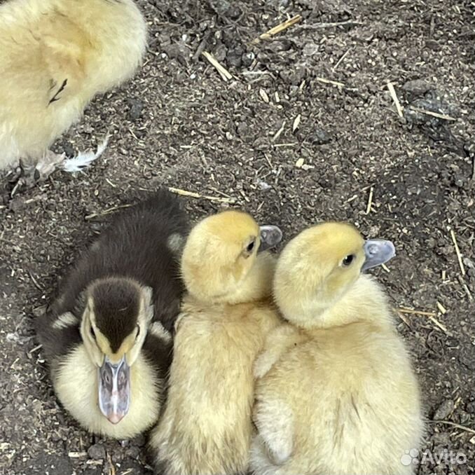 Мускусные утята