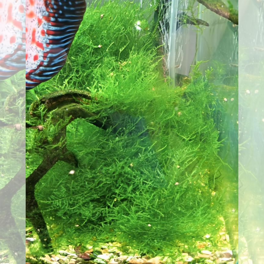 Яванский мох для аквариума