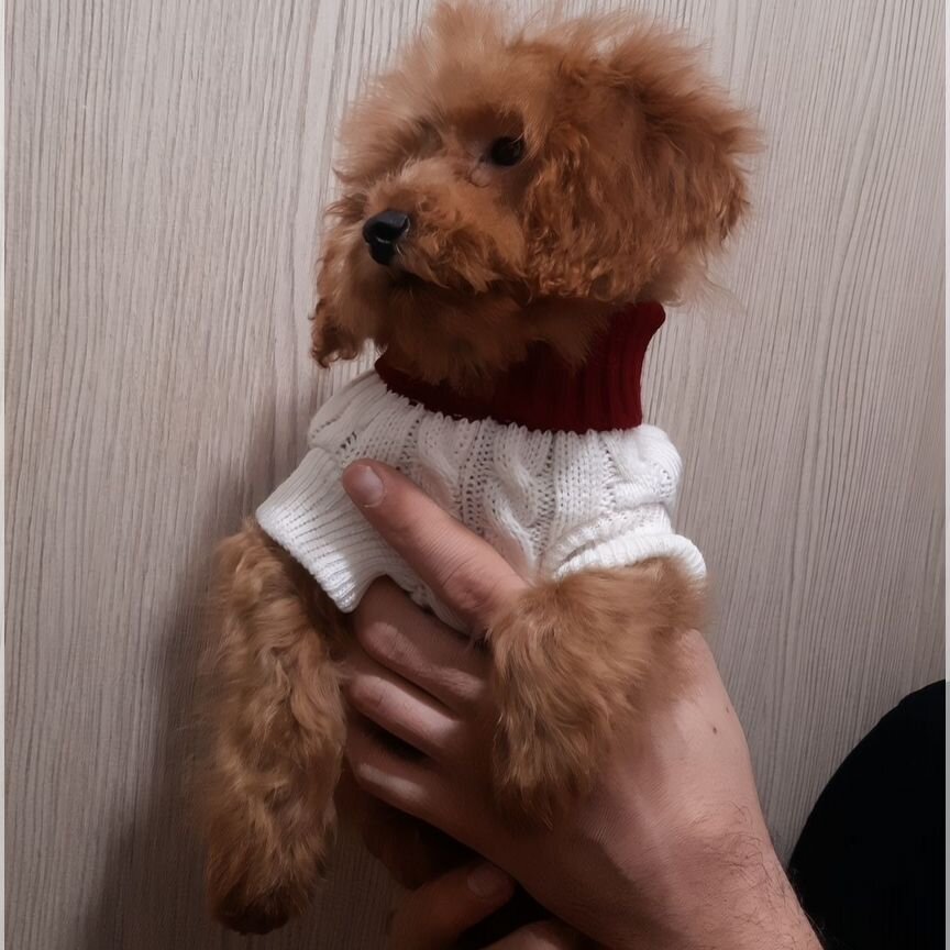 Той-пудель, щенок