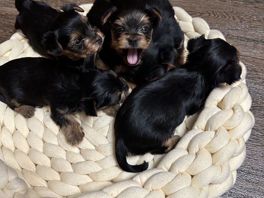 Йоркширский терьер щенки