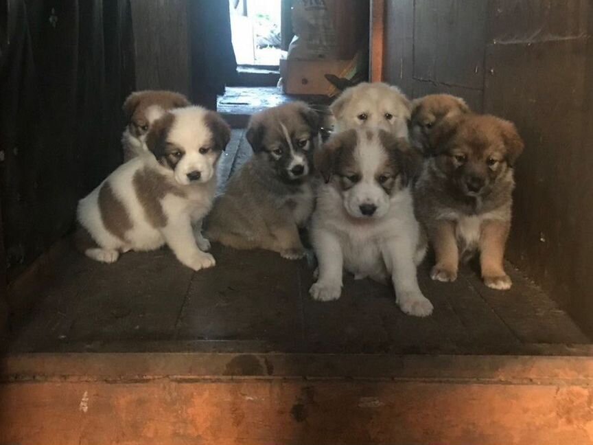 Отдам щенков в добрые руки