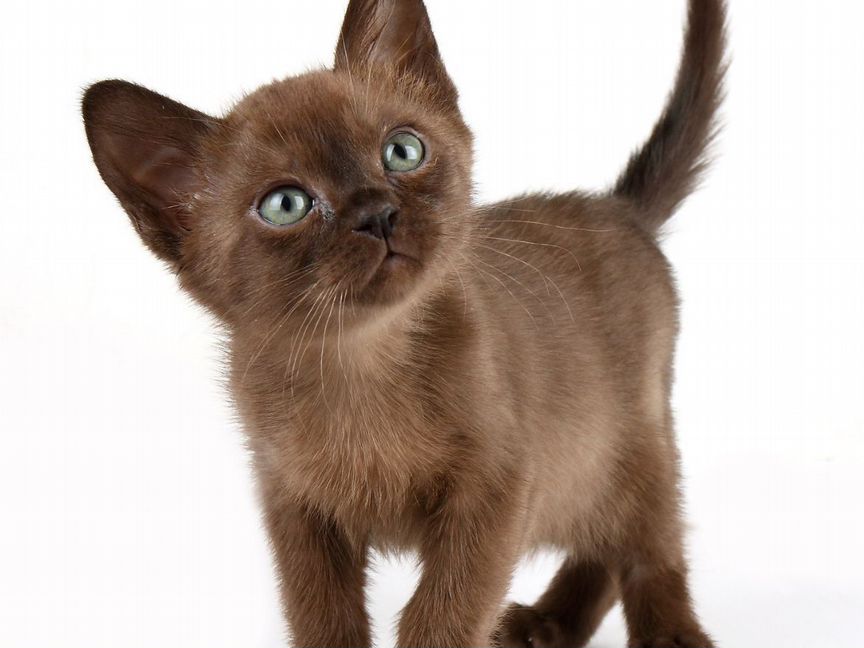 Кошечка Европейской Бурмы