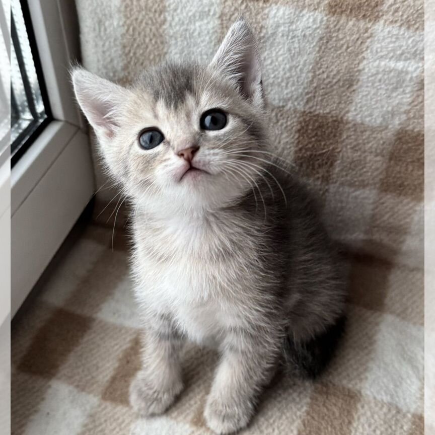 Котёнок от частного владельца