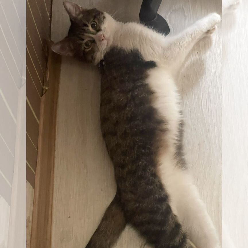 Кот