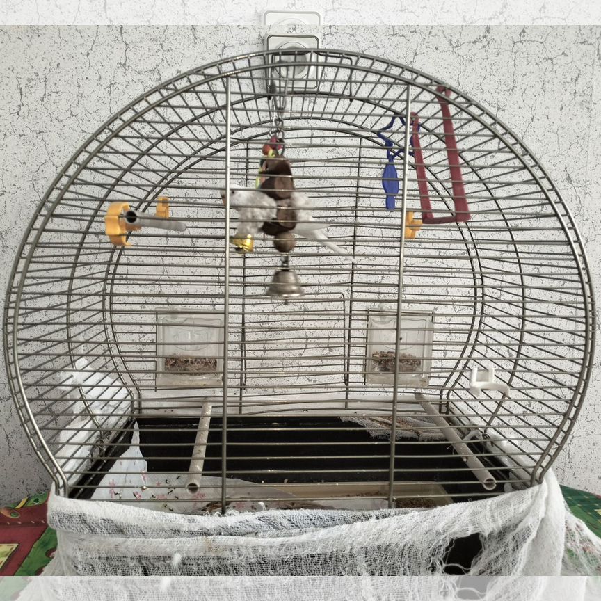 Попугай(волнистый