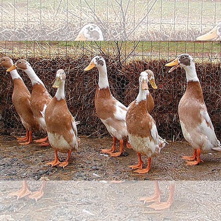 Инкубационное яйцо утки индийский бегунок