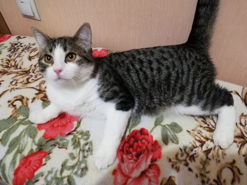 Котик
