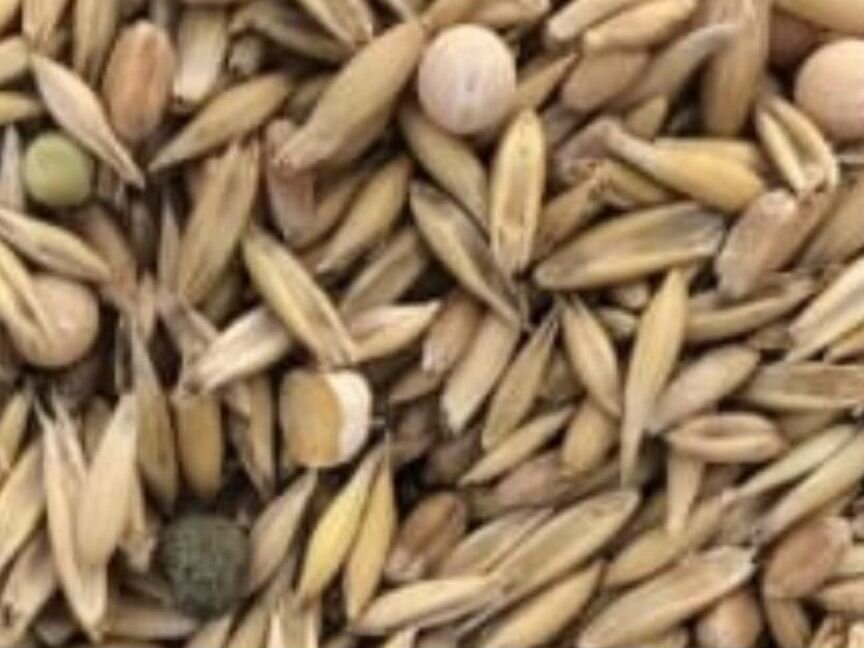 Зерносмесь урожая 2023 г