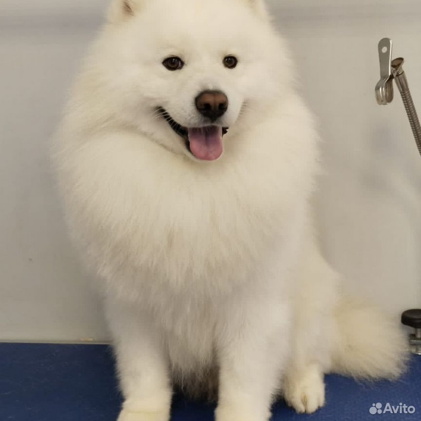 Самоедская лайка для вязки