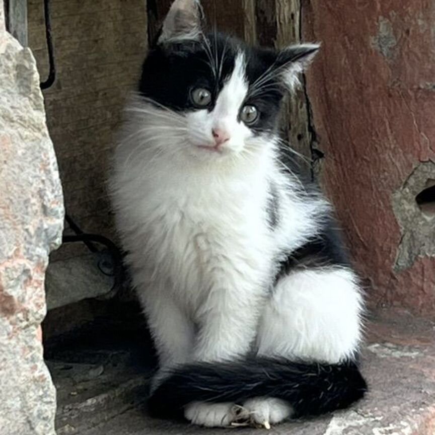 Котёнок в добрые руки