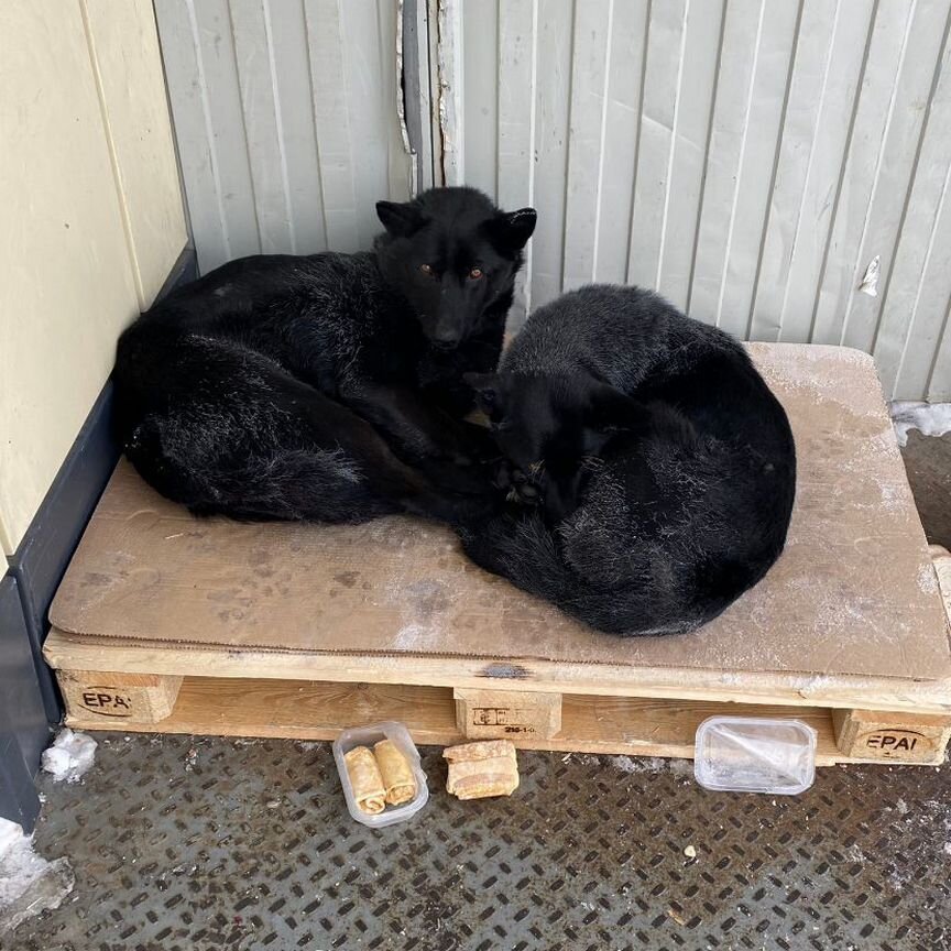 Взрослый пёс в добрые руки