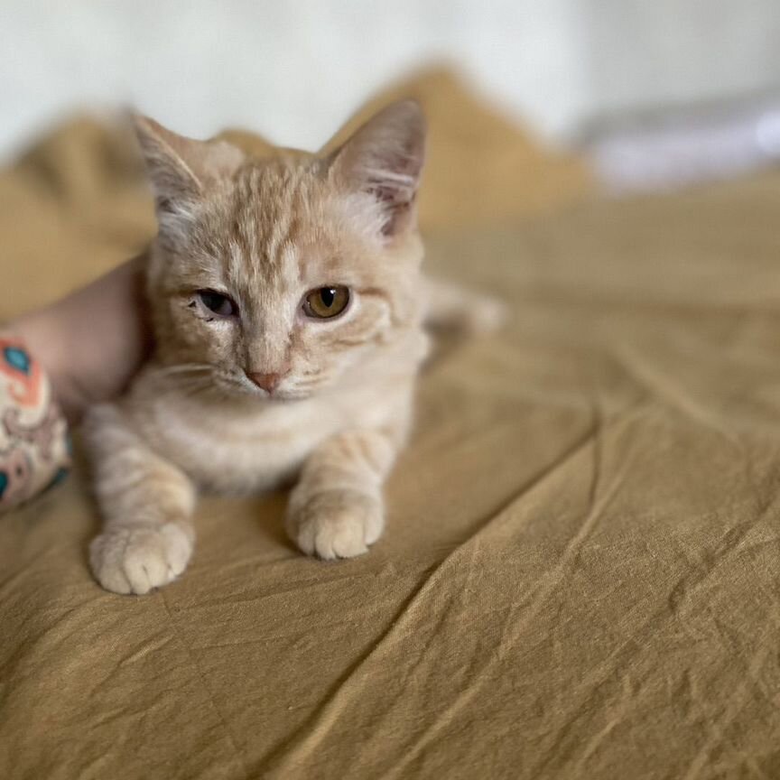 Мышелов котик