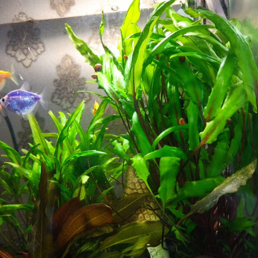 Аквариумные растения, большой куст