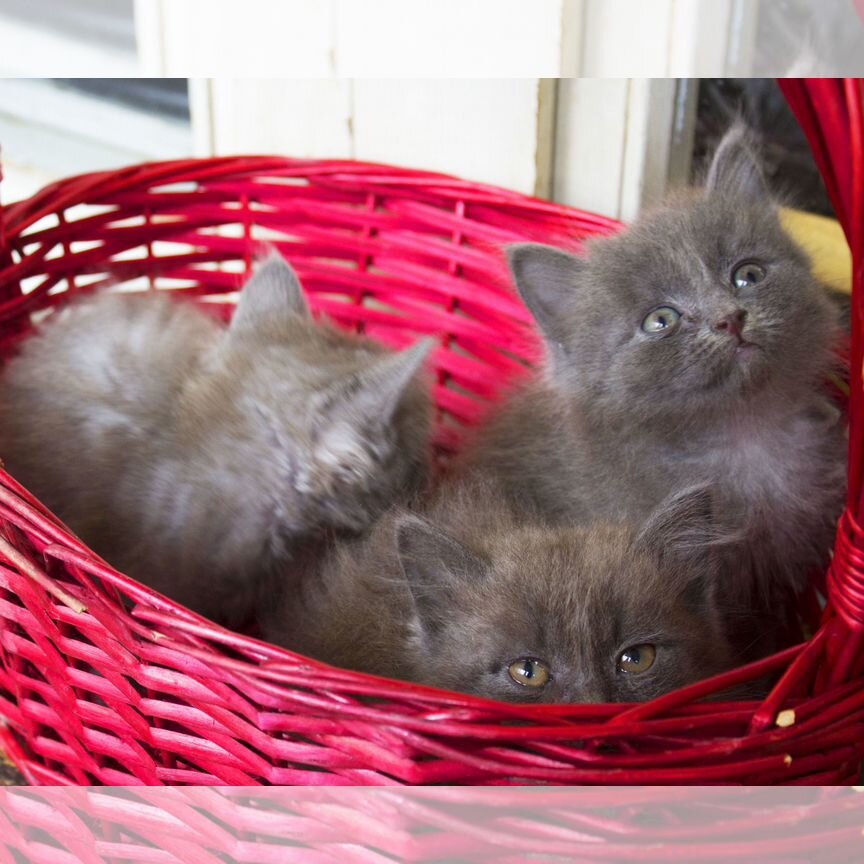 Ласковые котята в самые добрые руки