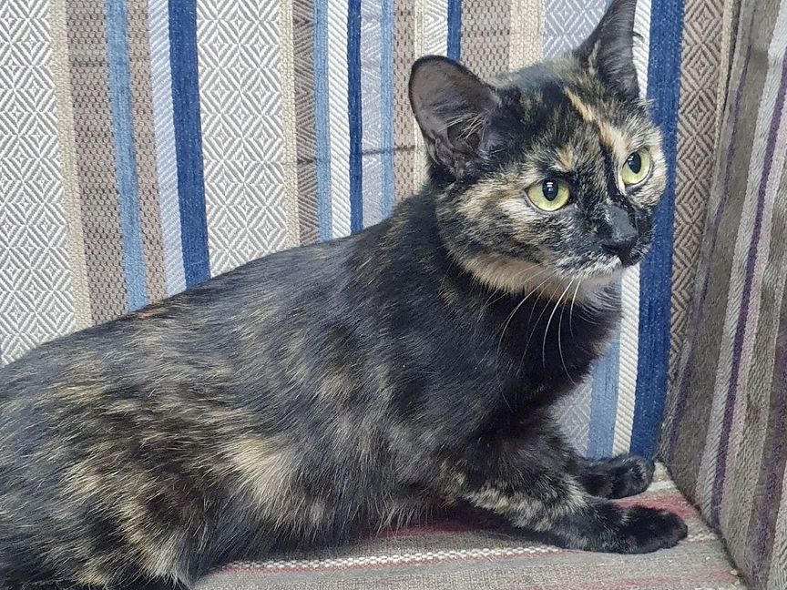 Нужна передержка/дом