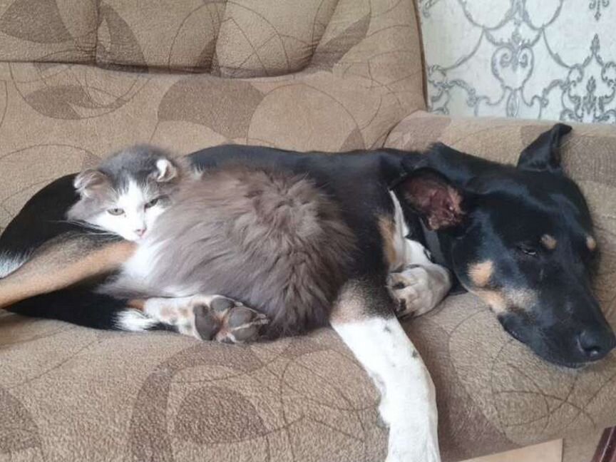 Очаровательный котик хочет домой