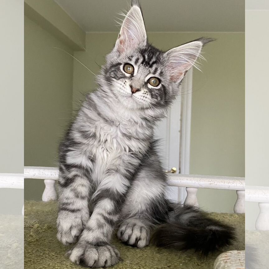 Котенок полидакт 3 мес (девочка)