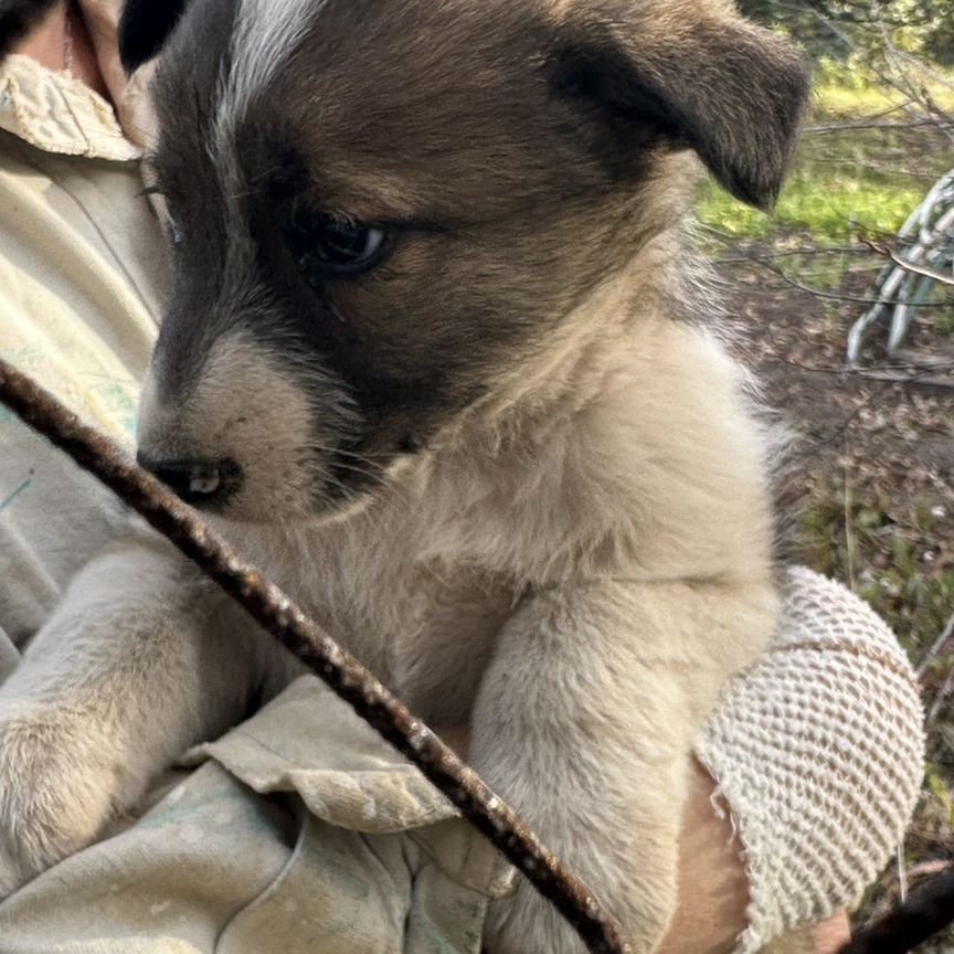 Щенок двор терьер 1,5 мес