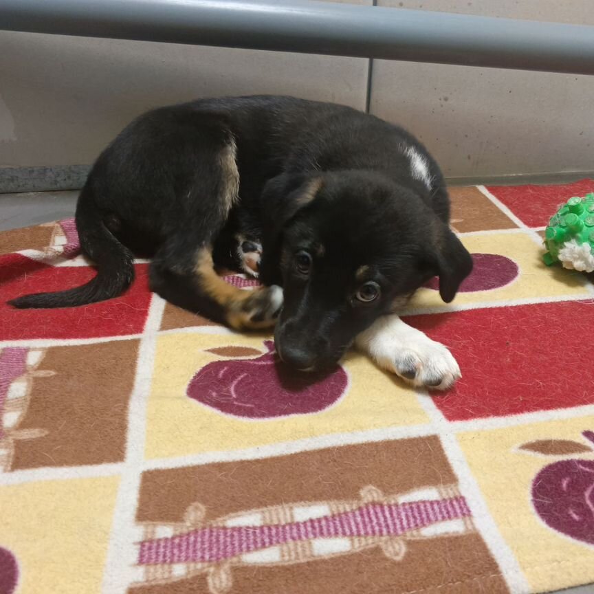 Щенок в добрые руки