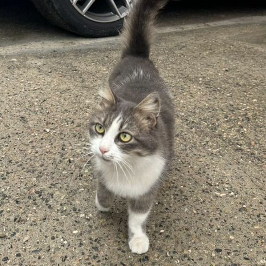 Молодая девочка ищет дом