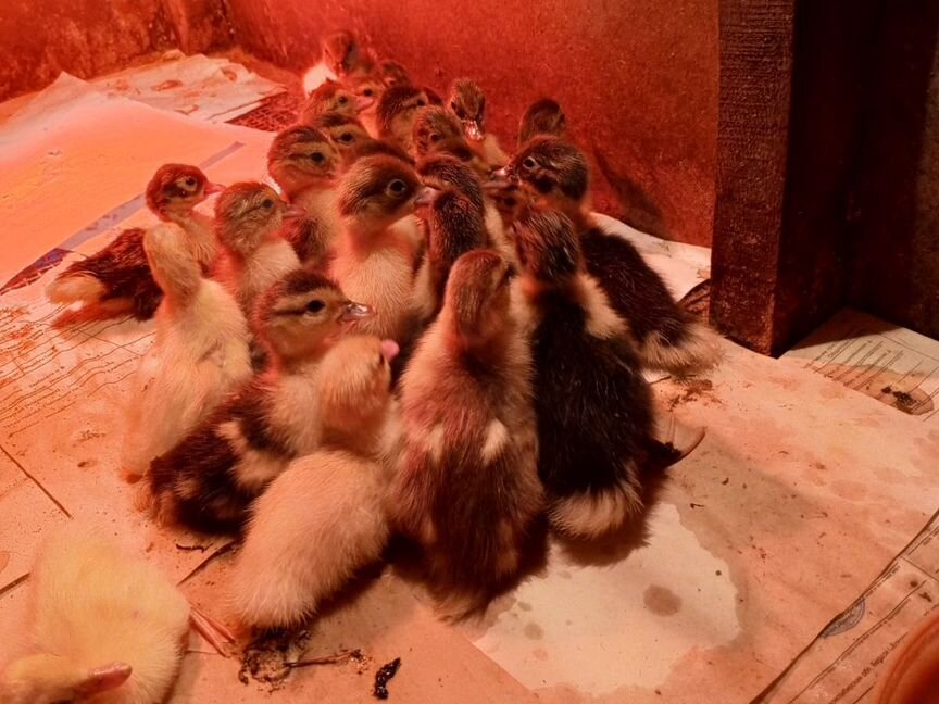 Утята индоутки