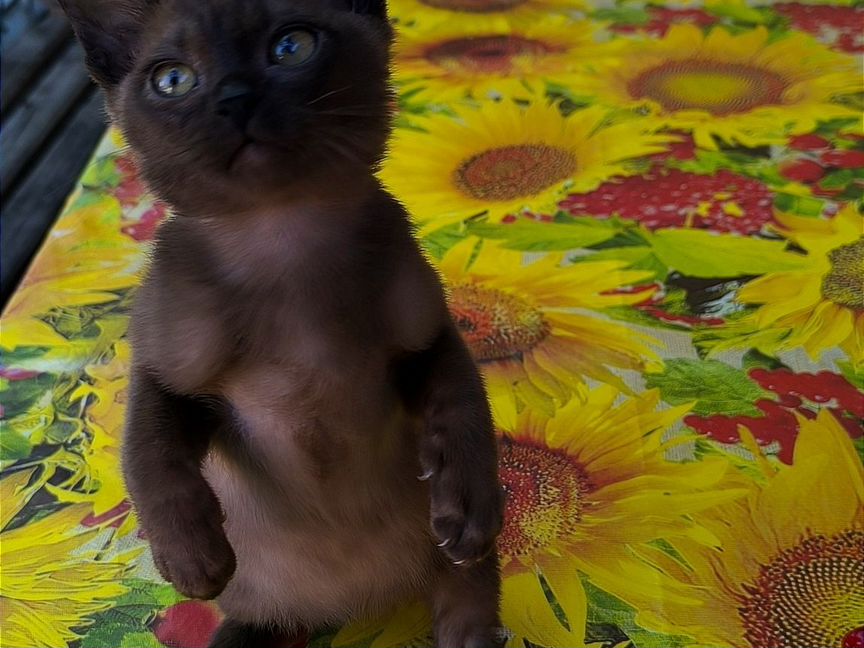 Котята европейской бурмы